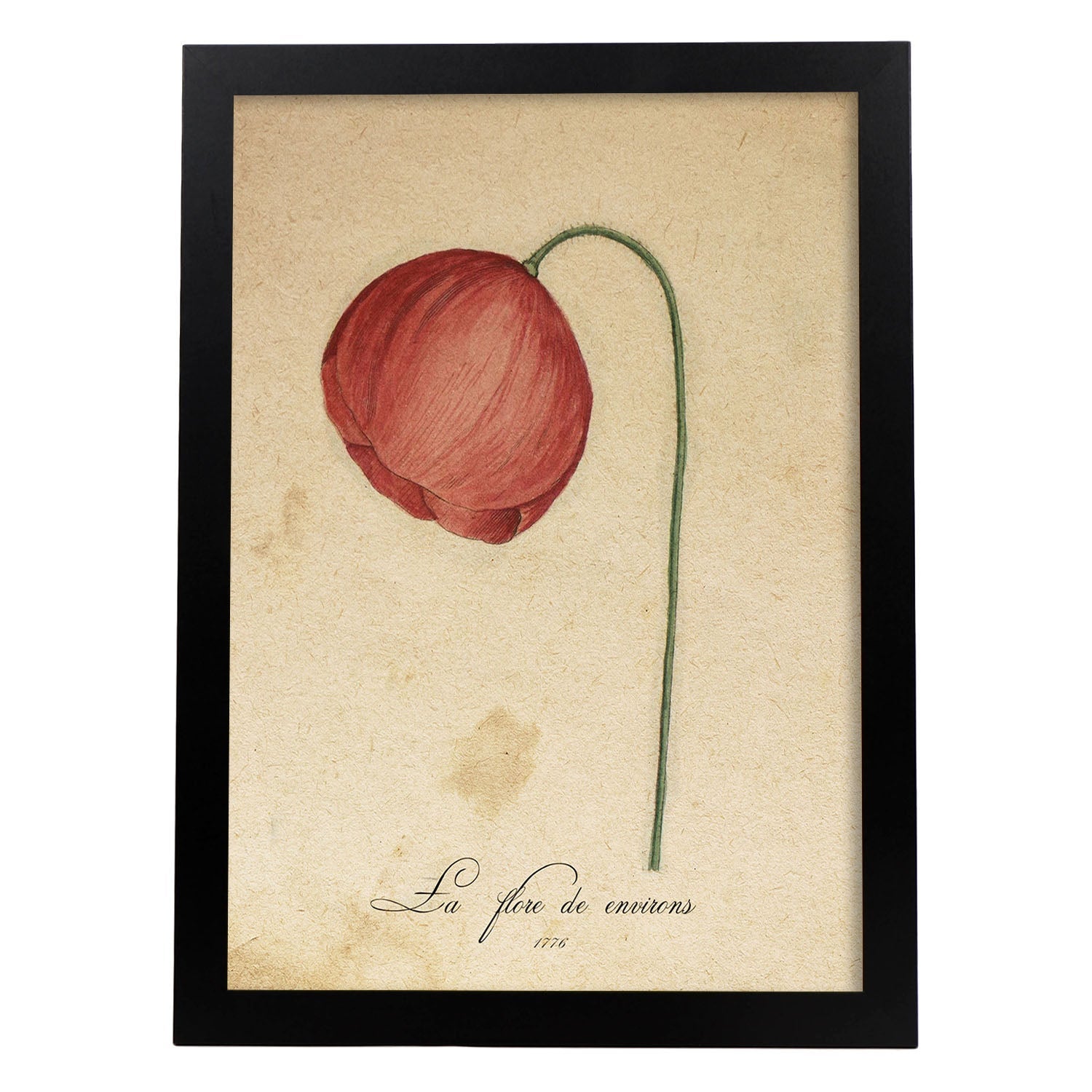 Poster De Flores Vintage. Lamina La Flore Des Environs 2 Con Diseño ...