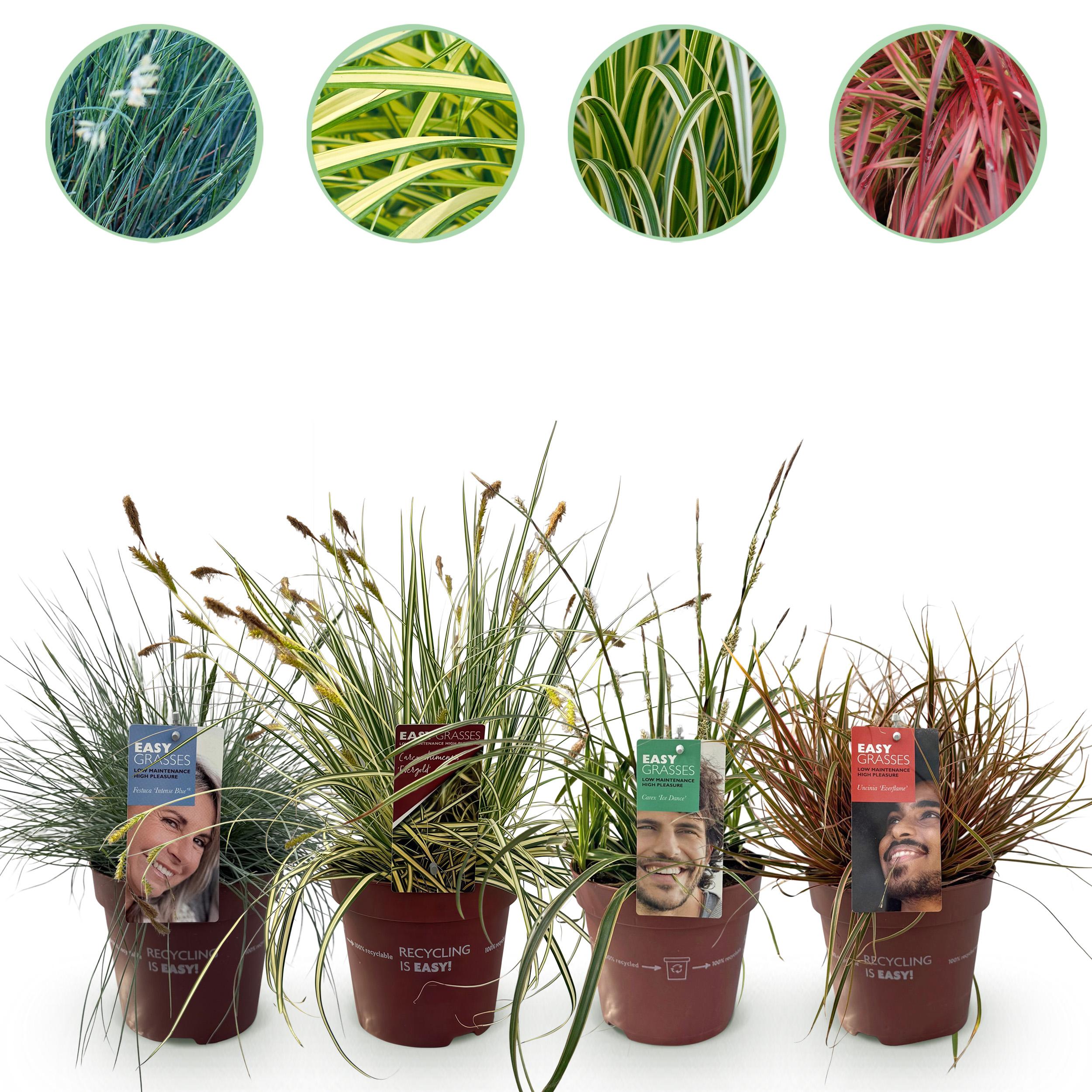 Graminacee Ornamentali Miste – 4 Piante – Blu, Giallo, Verde e Rosso ...