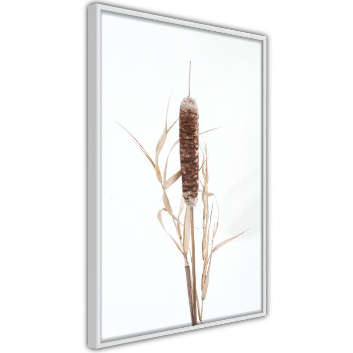 Affiche Murale Encadrée "Typha" 21 x 30 cm Blanc | Leroy Merlin