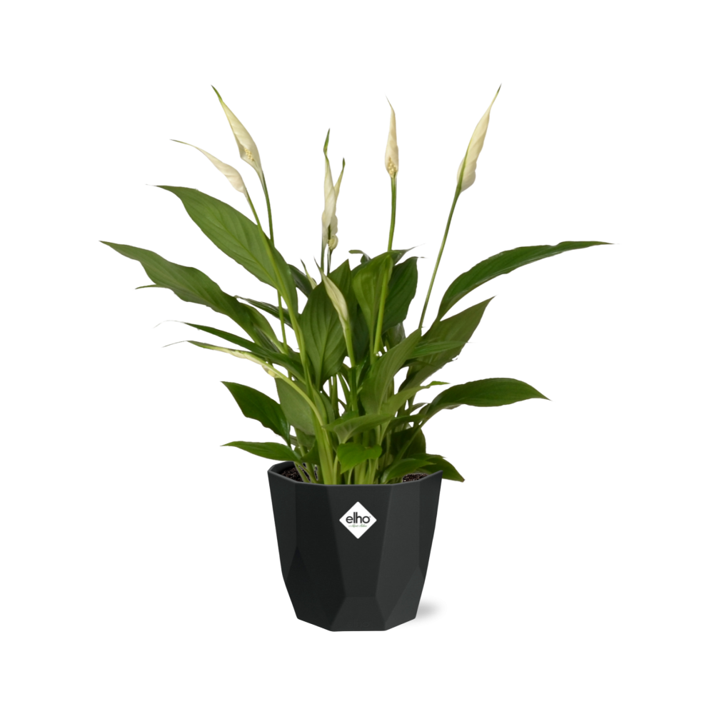 Plante Spathiphyllum 12cm Torelli dans pot b.for rock living 14cm ...