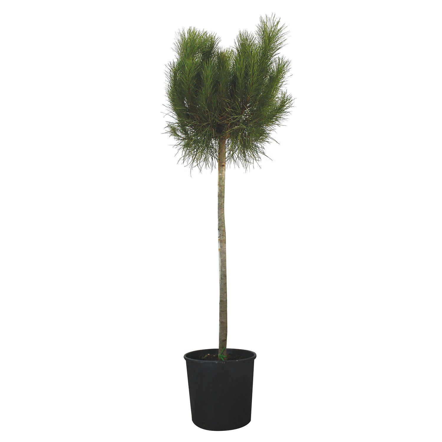 KENTIS - Pin - Pinus Pinea - Véritable Plante d'Extérieur - Plante de ...