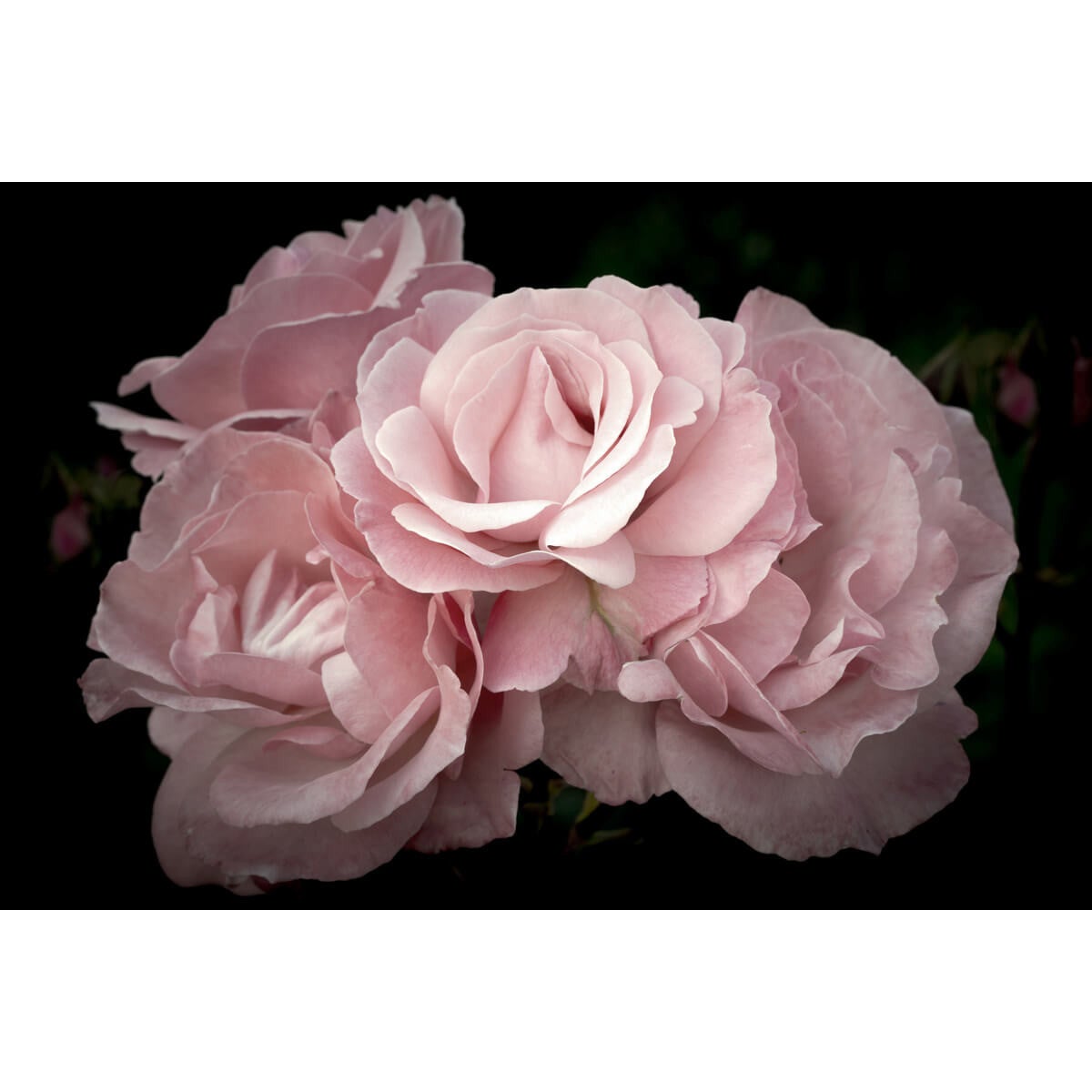 Tableau sur toile fleurs roses 45x65 cm | Leroy Merlin