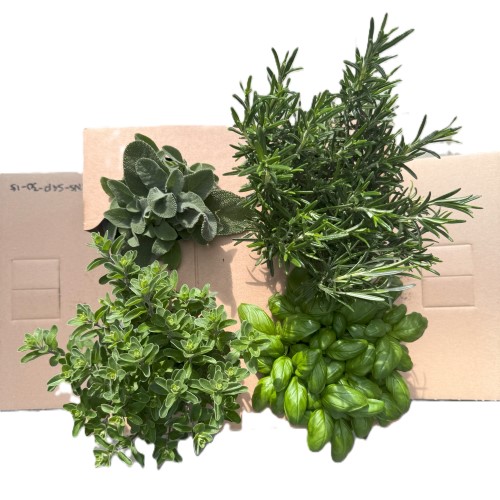 Gusto Liguria - Pack da 4: Basilico, Timo Faustini, Maggiorana e ...