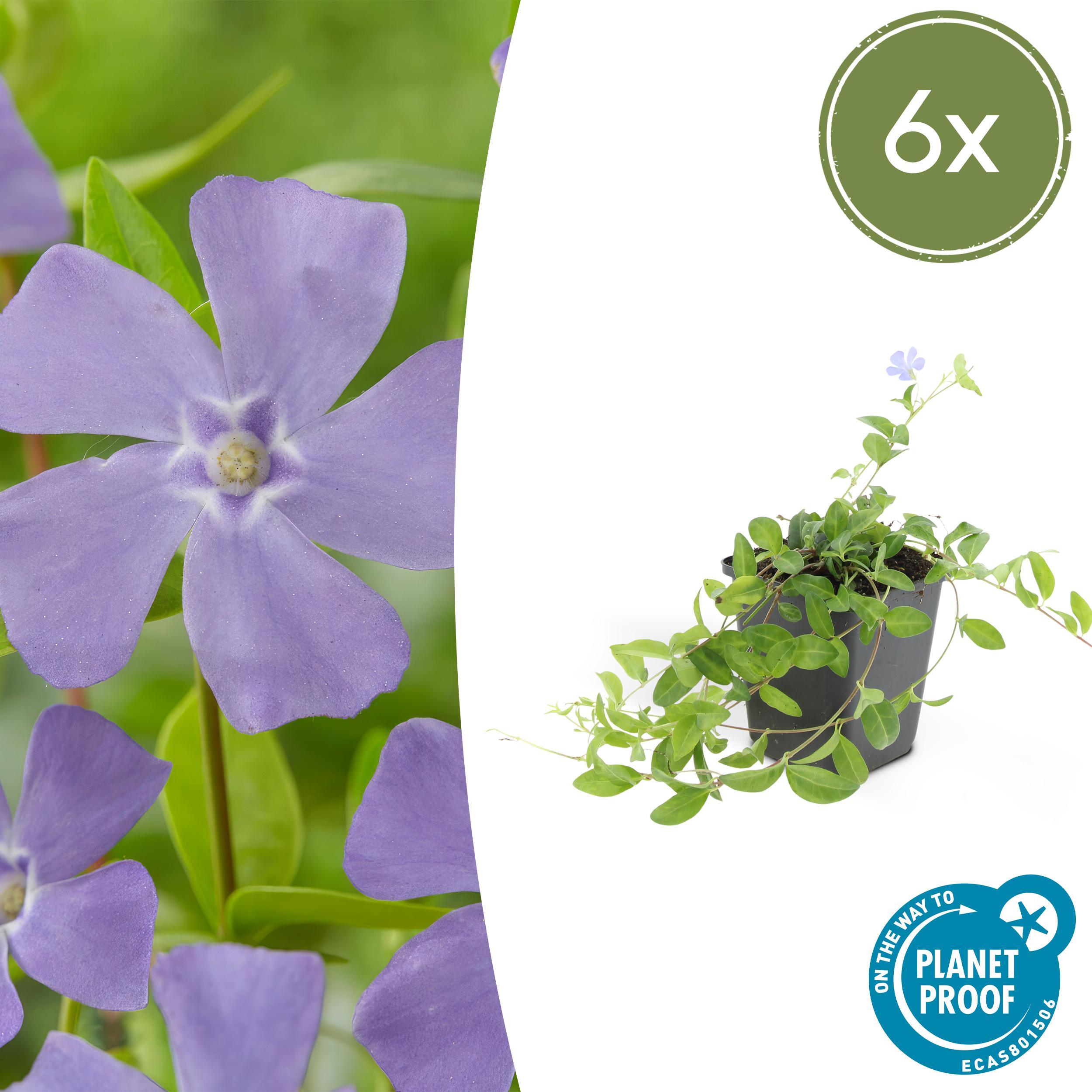 6x Vinca minor – Planta cubresuelos azul, maceta Ø9 cm, altura 10–25 cm ...