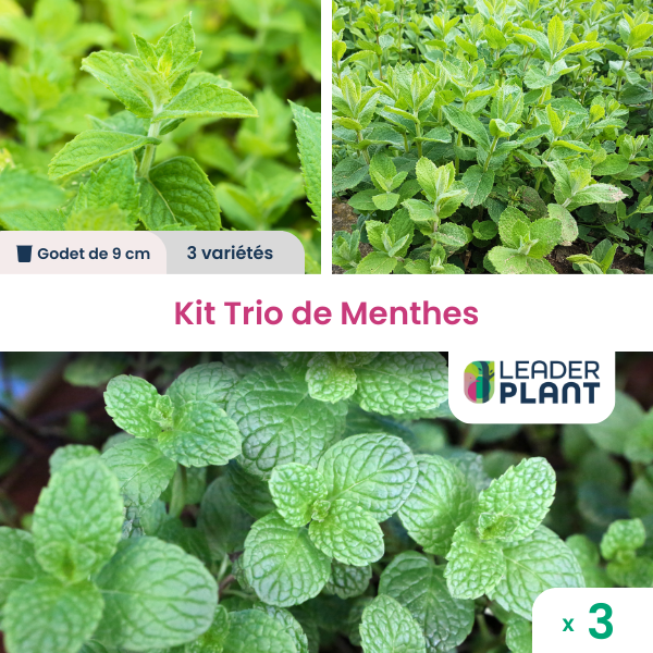 Kit Trio de Menthes - 3 godets | Leroy Merlin