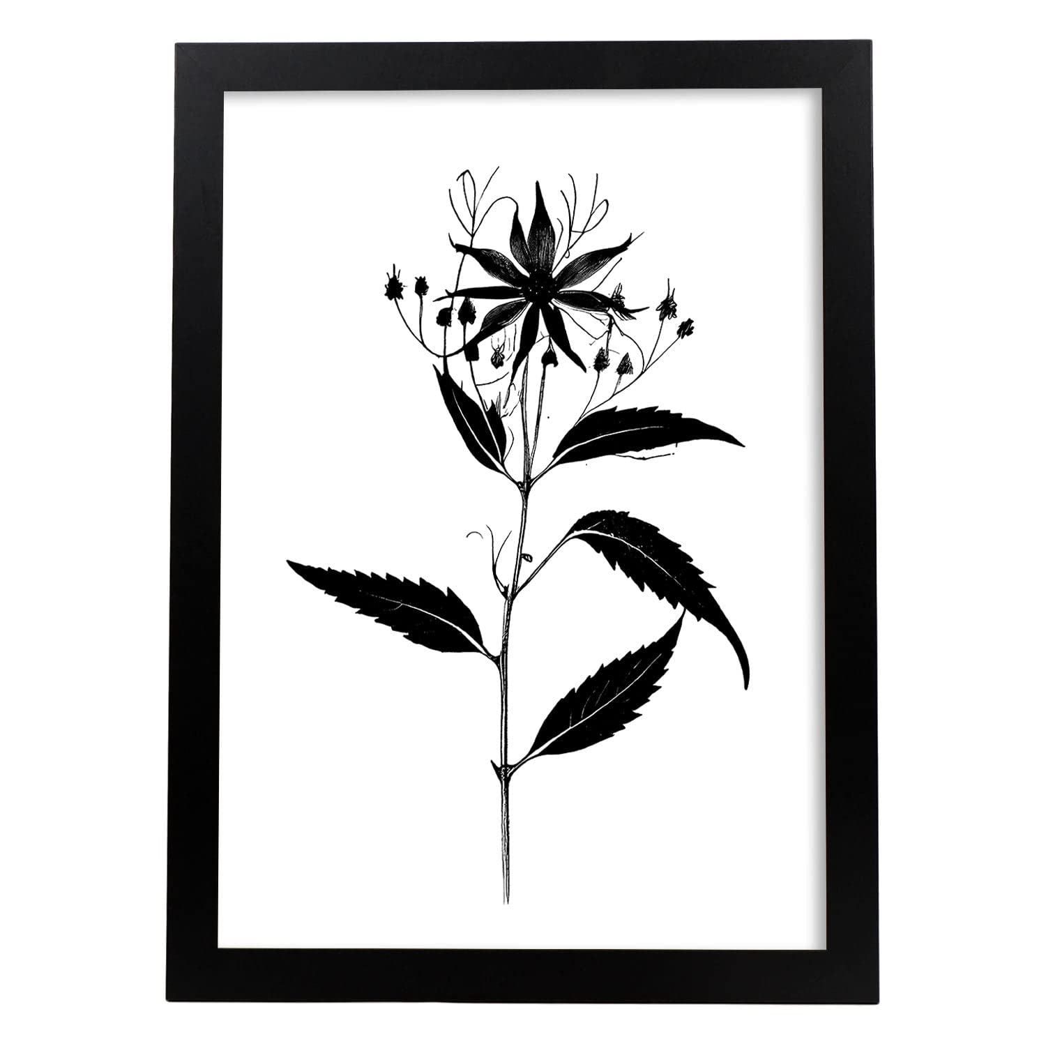 Nacnic Bourrache Illustration D'affiche Botanique De Fleur Noire Et Blanche Affiche D'art Mural ...