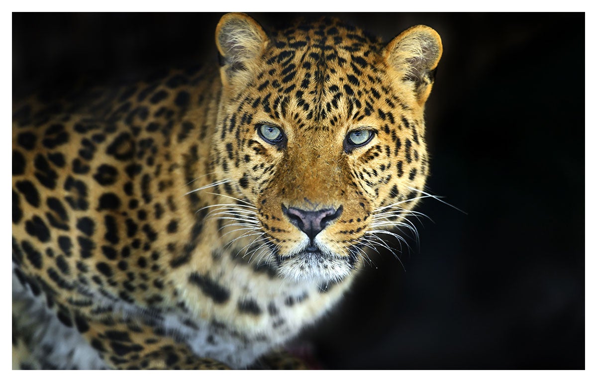 Cartel de leopardo de Zanzibar - 60x40cm - made in France | Leroy Merlin