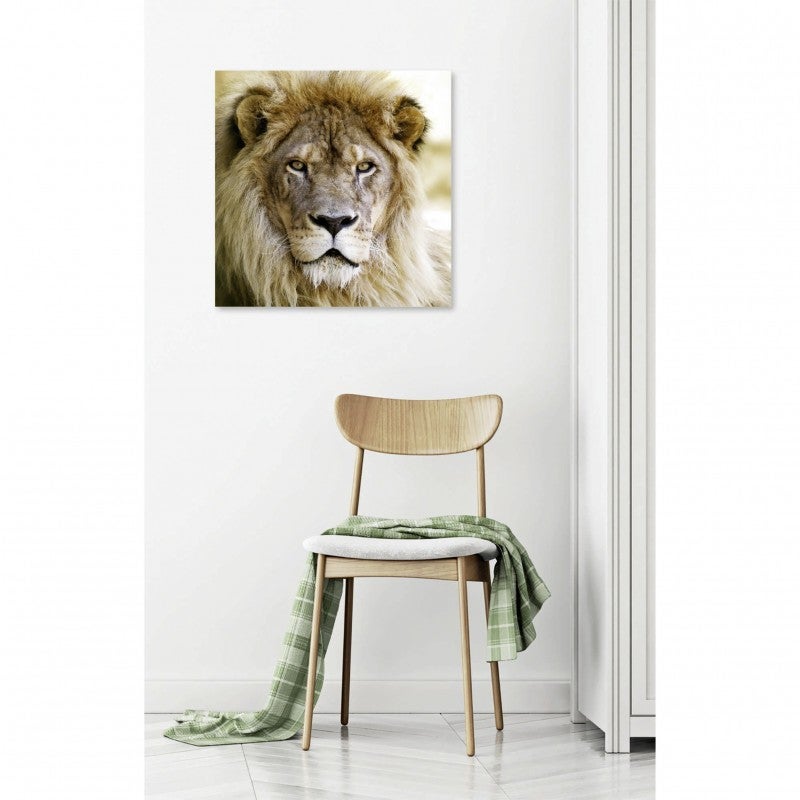 Tableau toile XXL en kit Lion 60 x 60 cm - Toile textile sans PCV ...