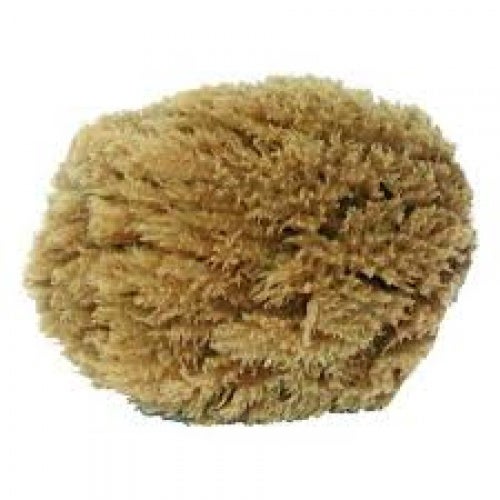 Eponge végétale naturelle 15 cm | Bricoman