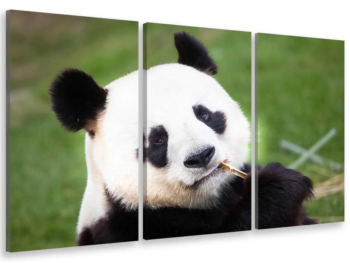 Cuadro tríptico animales gula panda - 90x60 cm | Leroy Merlin