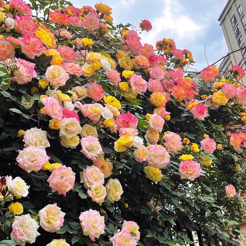 2000 semillas de rosa, amarillas y rosas, semillas de rosa trepadora ...