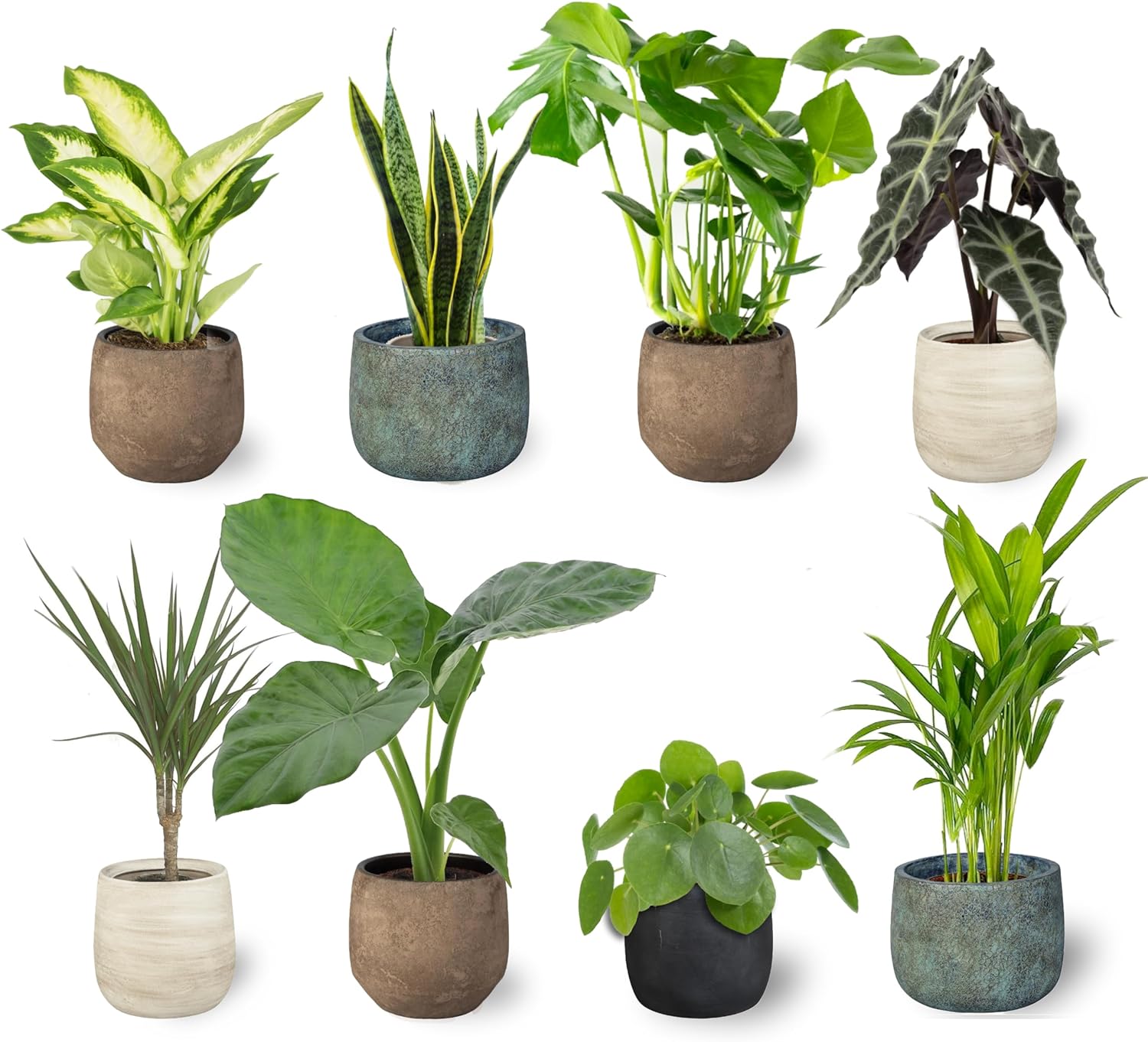 Pack 8 Plantas Tropicales Set de Plantas Naturales | Leroy Merlin