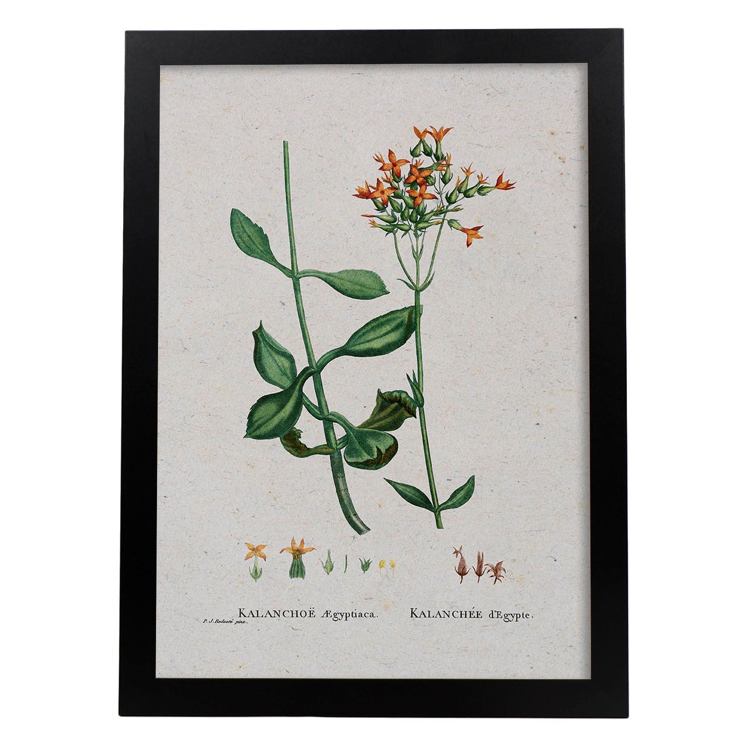 Foglio Naturale - 035. Poster Con Illustrazioni In Acquerello Di Pierre ...