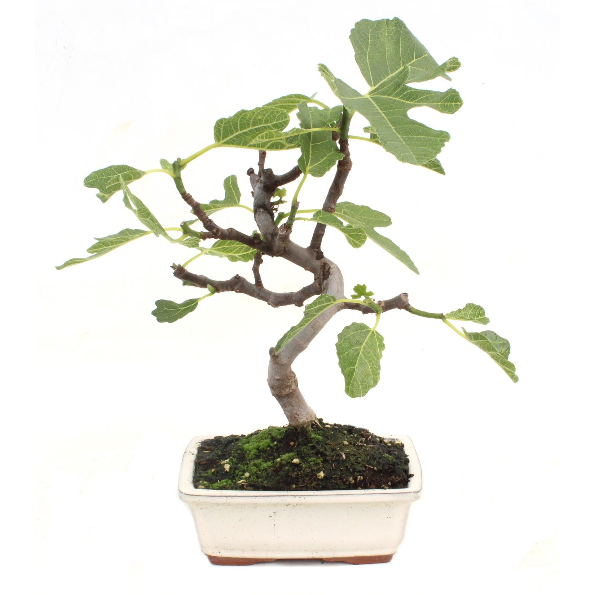 PLANETA HUERTO | Bonsái Ficus Carica 7 Años – Higuera en Miniatura ...