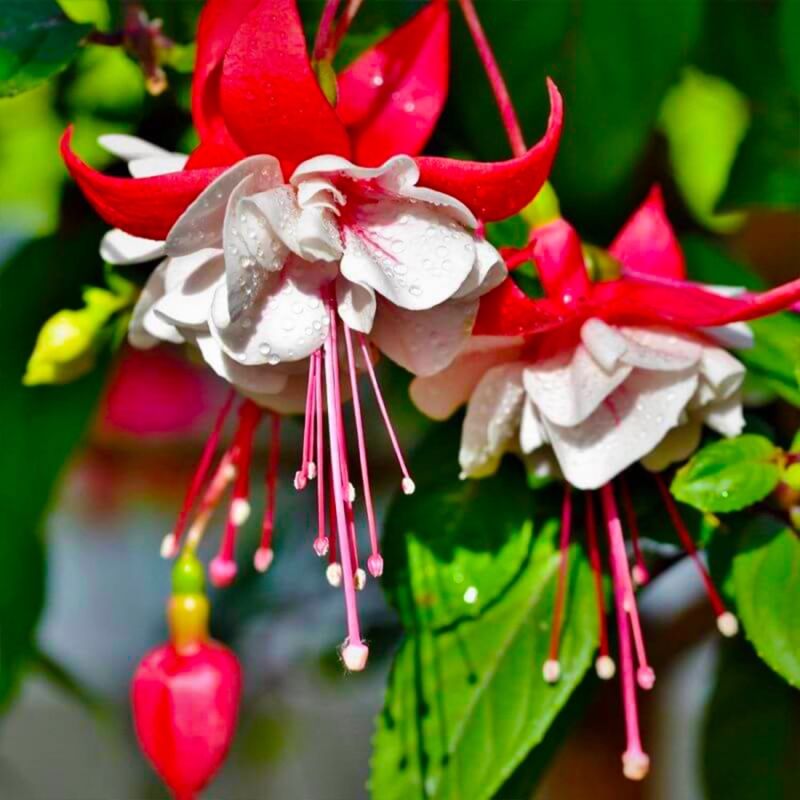 Fuchsia 'Alice Hoffmann' (Fuchsia 'Alice Hoffmann') - Godet - Taille 13 ...