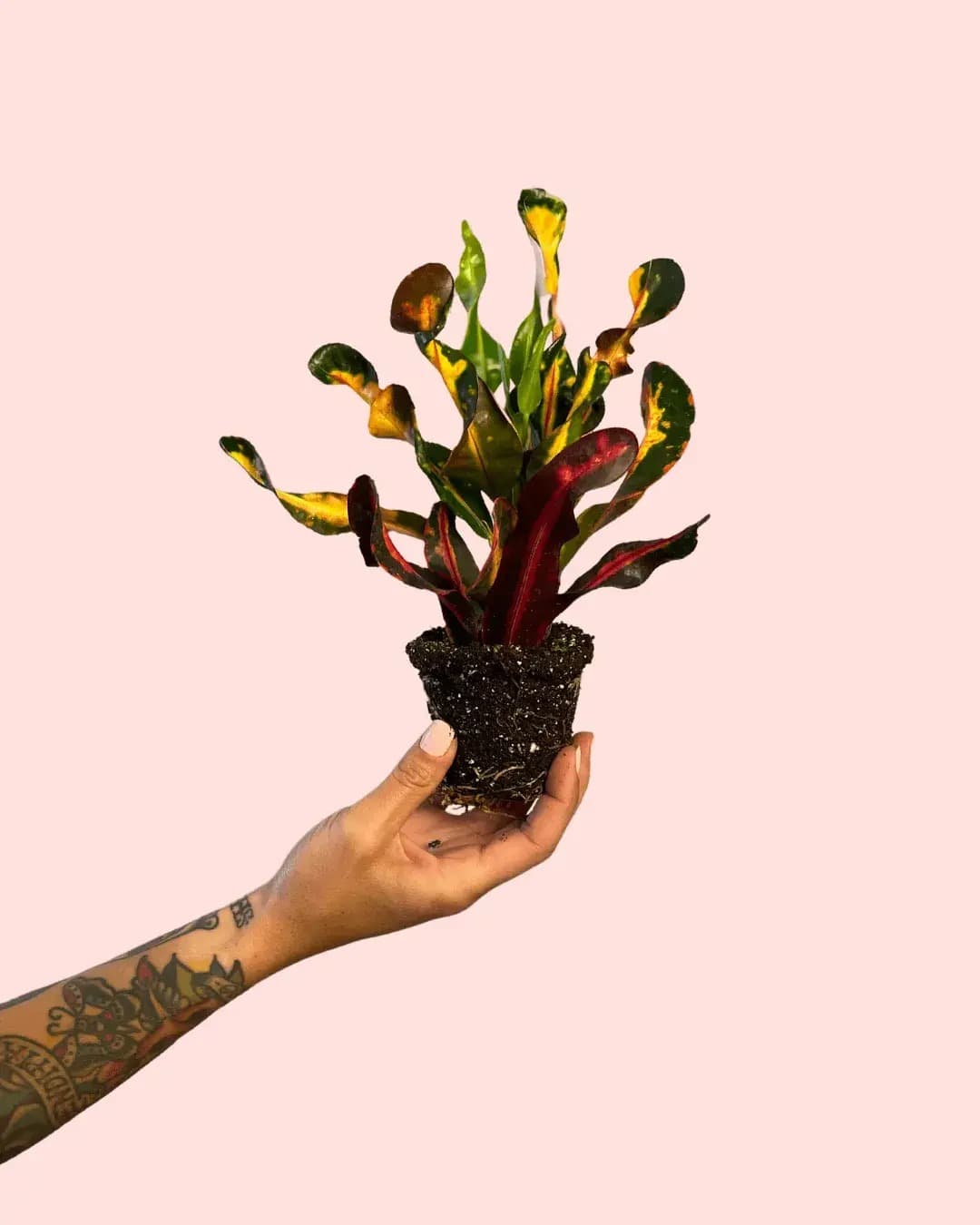 Croton Banana | Mini Plantas Naturales Interior | Pur Plant | Leroy Merlin