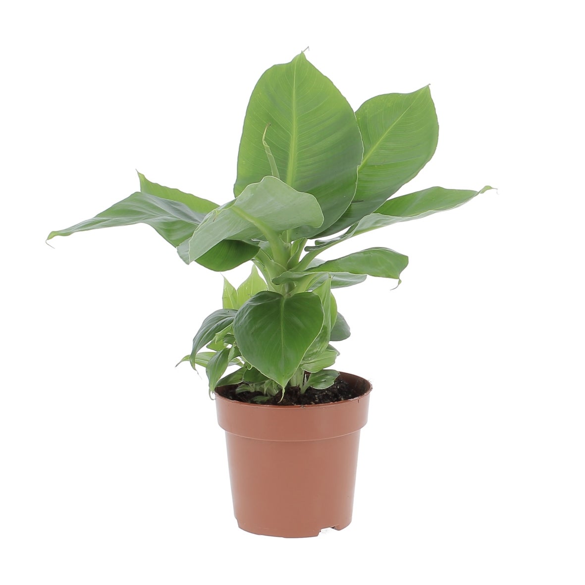 KENTIS - Musa Acuminata Dwarf Cavendish - Banano Pianta Vera - Altezza ...