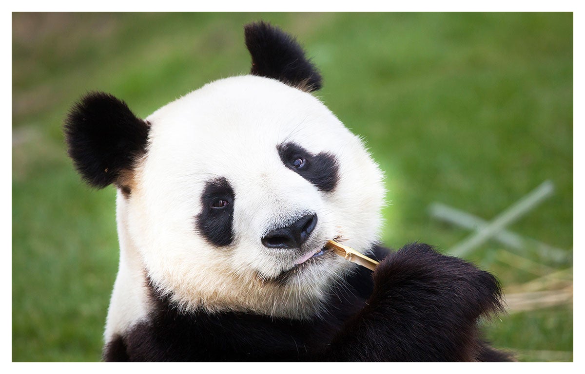 Cartel animales codicia panda - 60x40cm - made in France | Leroy Merlin