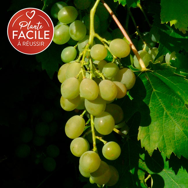 Vigne 'Ampelia ? Amandin' - vitis vinifera - 90/120cm - 3L | Leroy Merlin