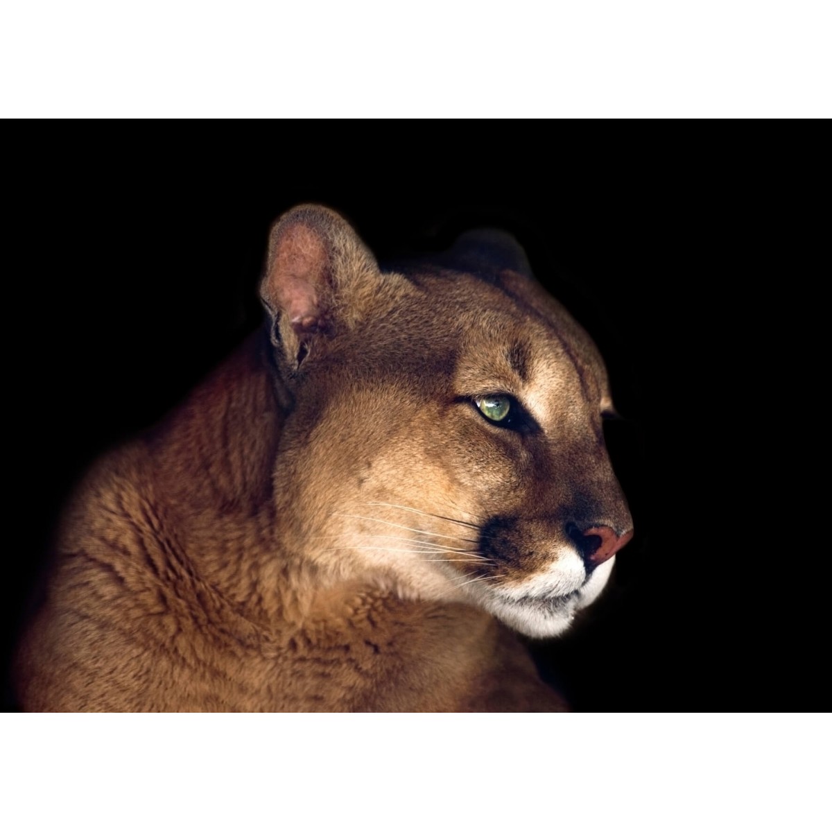 Tableau sur toile portrait puma 45x65 cm | Leroy Merlin