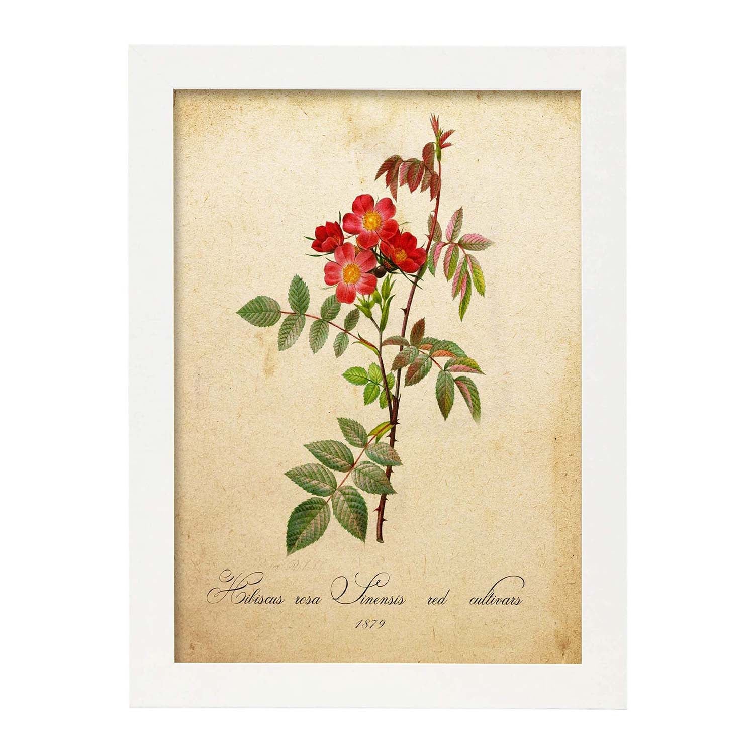 Affiche De Fleurs Vintage. Smardine Hibiscus Rose Avec Design Vintage ...