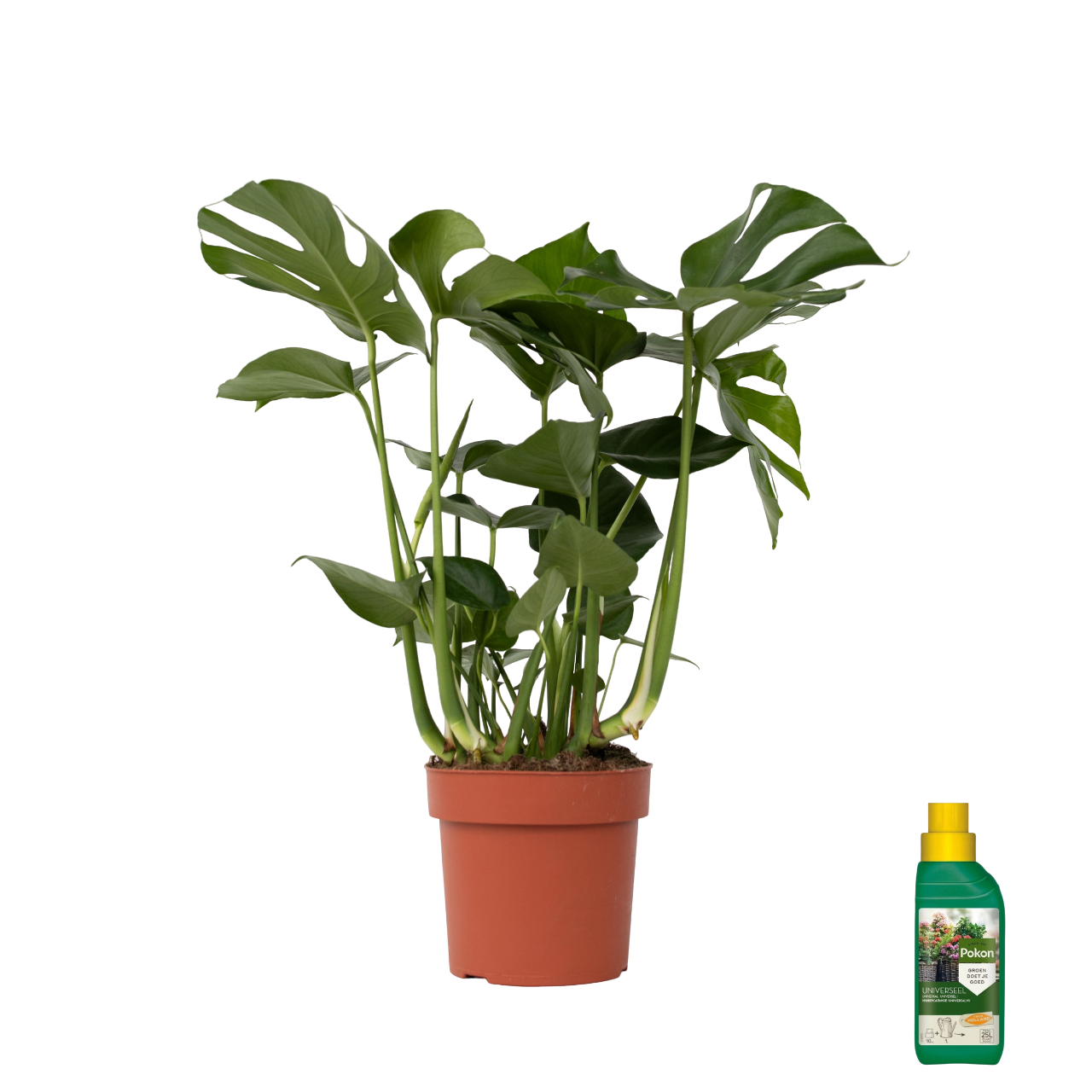 Costilla de Adán - Monstera deliciosa - Altura 70-80cm - ⌀21cm | Leroy ...