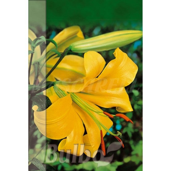 BULBO LILIUM ORIENTAL GOLDEN APLENDOUR AMARILLO | Leroy Merlin