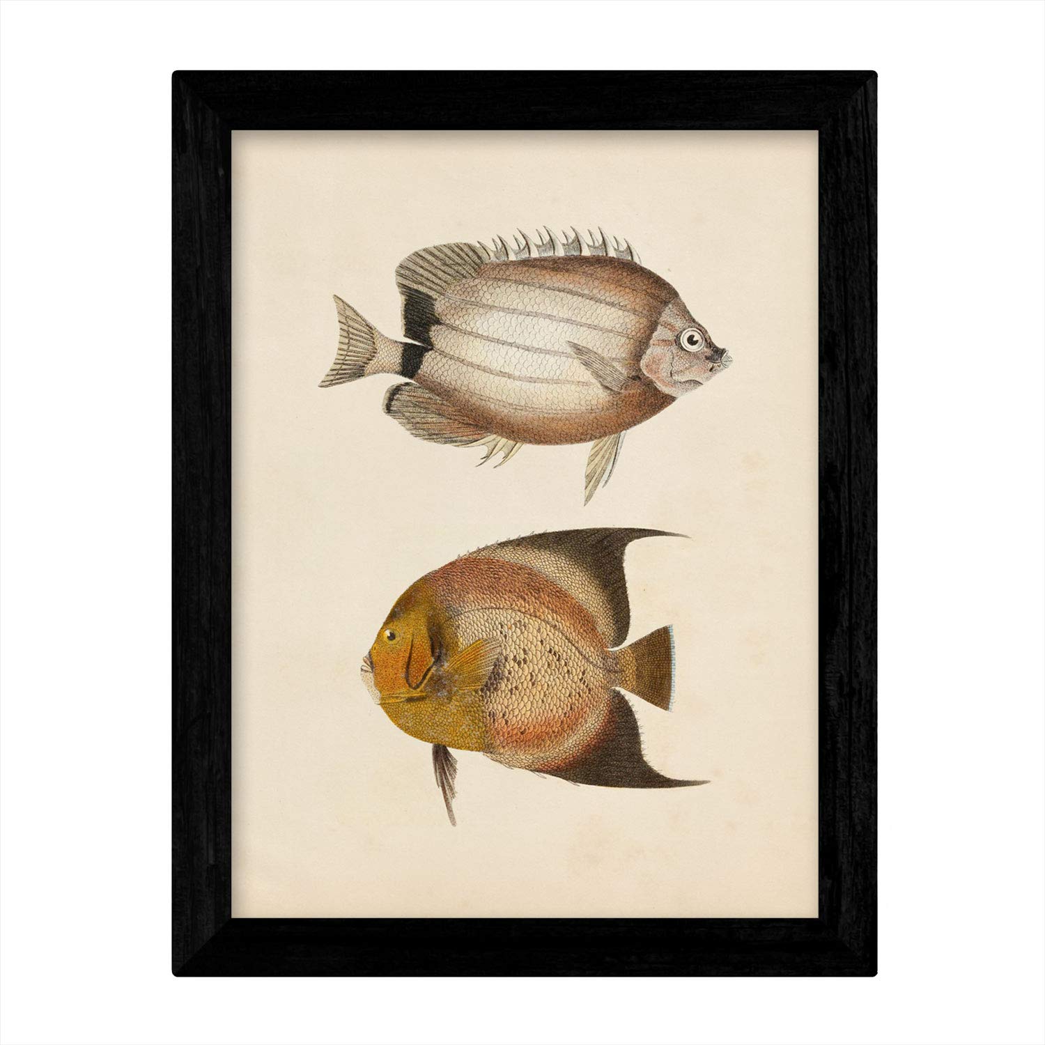 Set De 4 Láminas De Peces Coloridos Efecto Vintage. Atlantico ...
