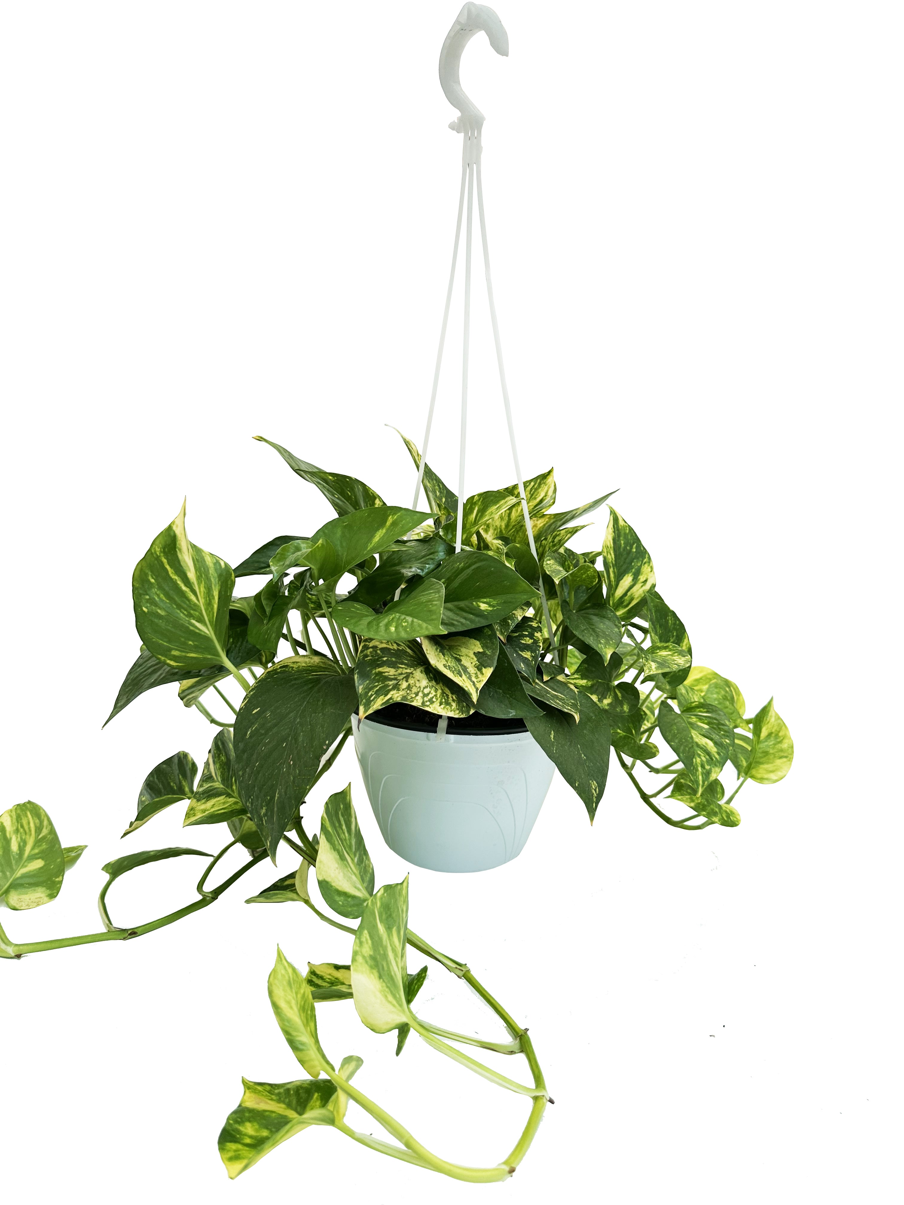 Pothos Scindapsus Aureus - Lunghezza Pianta 55/60 cm, Vaso Basket ...