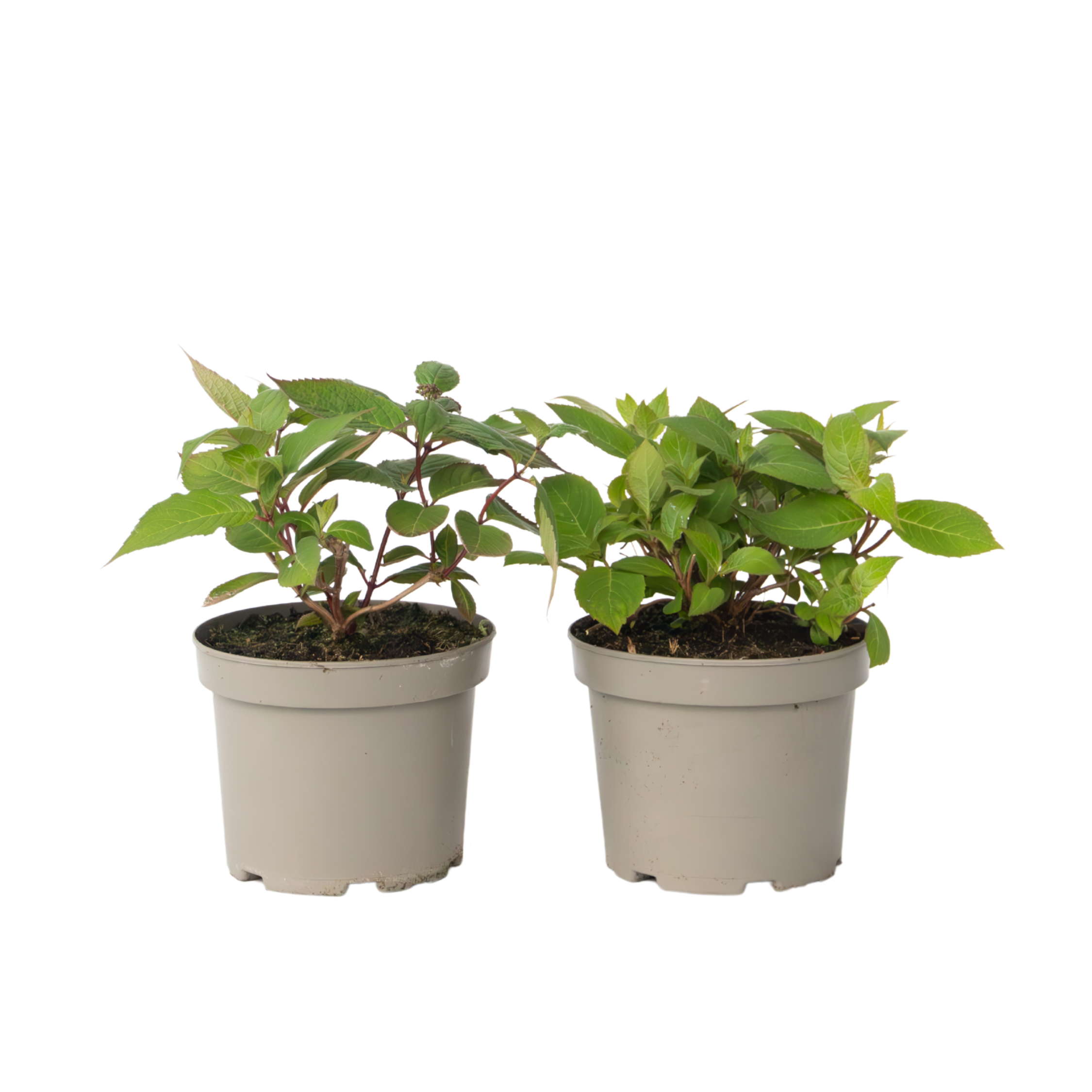 Hortensia - Set de 2 - Hydrangea 'Magic Sunset' - Hauteur 25-40cm ...