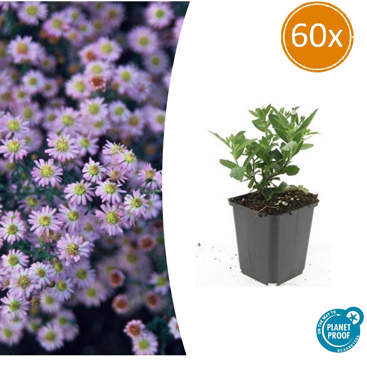 60x Aster ageratoides 'Stardust' - Plante à fleurs étoilées blanches ...