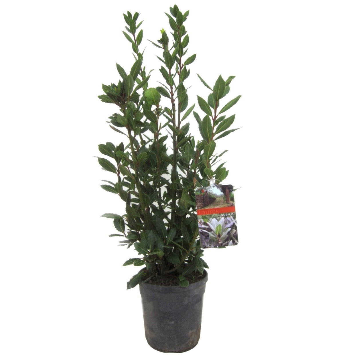 Laurier noble - Laurus nobilis - Hauteur 90-100cm - ⌀21cm | Leroy Merlin