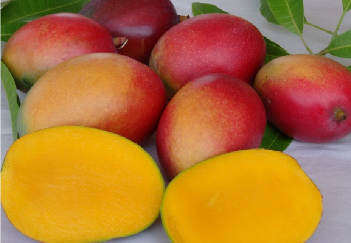 PIANTA DI MANGIFERA INDICA MANGO IRWIN H 140CM, FOTO REALI | Leroy Merlin