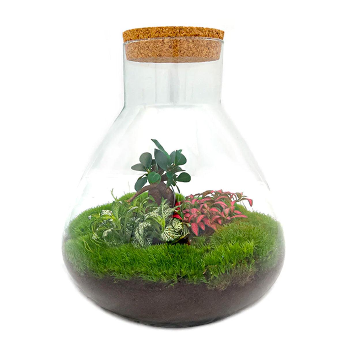 Jardin en bouteille "Sam xl" - avec bonsaï - terrarium pour plantes DIY ...