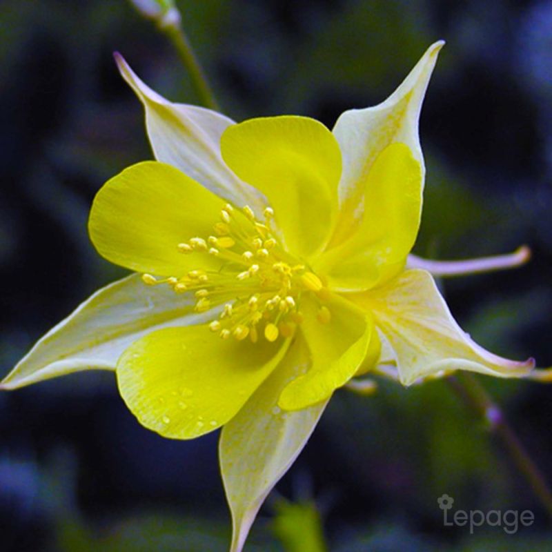 3 Ancolies Chrysanta 'Yellow Queen' (Aquilegia Chrysanta 'Yellow Queen ...