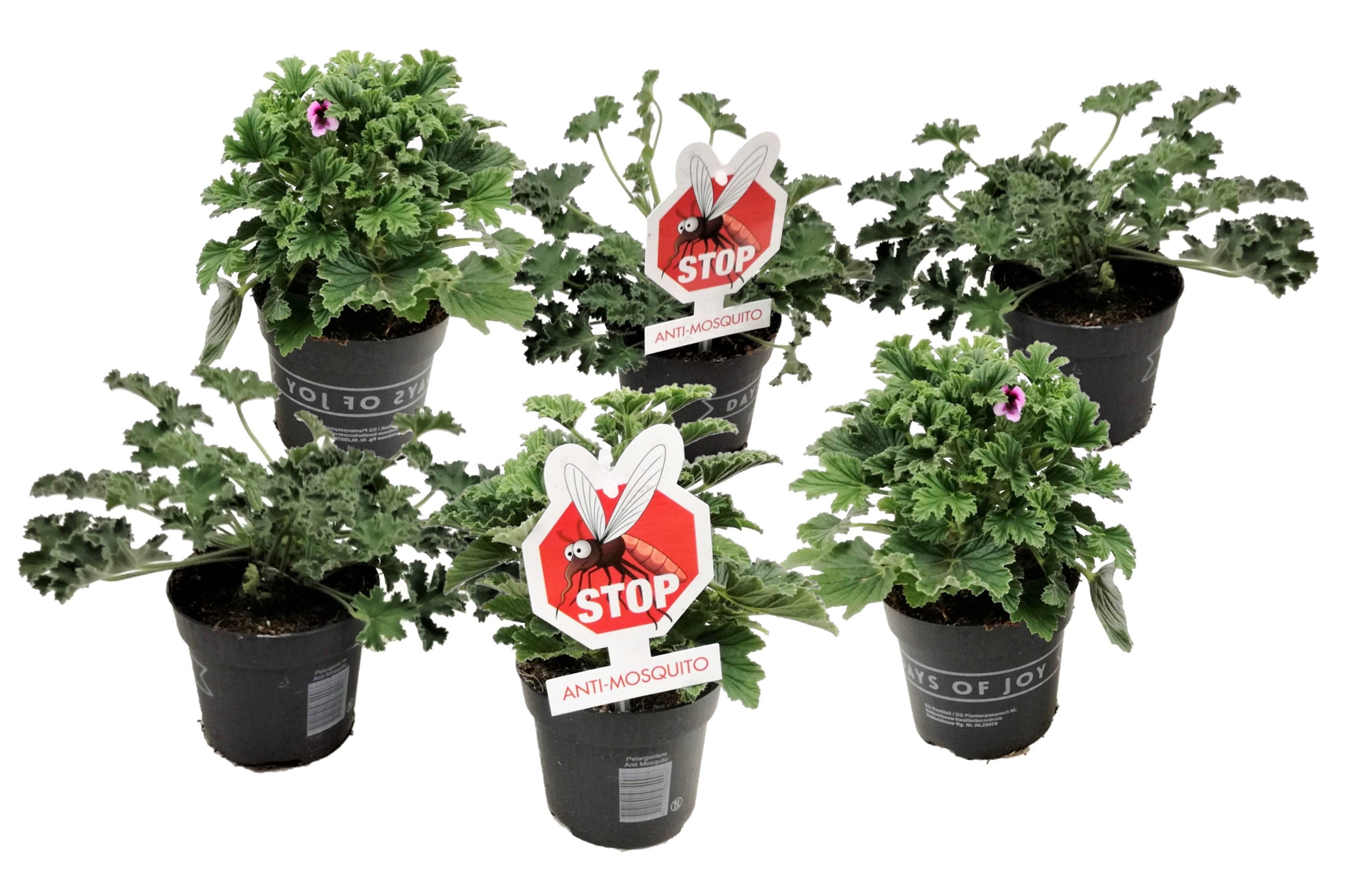Plant in a Box - Pelargonium 'Orange Fizz', 'Pink Capitatum', 'Lizzy ...