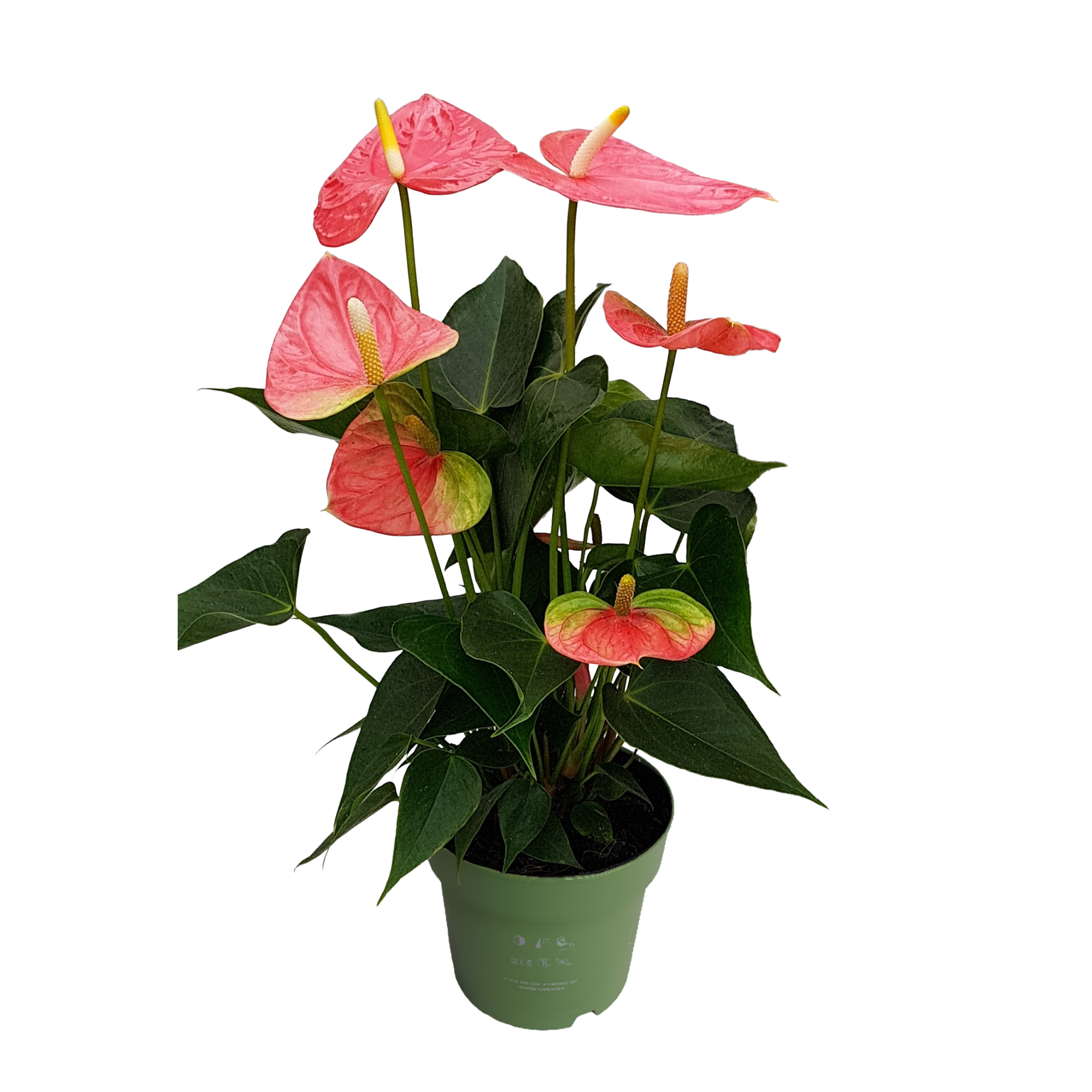 Anturio - Anthurium 'Colorado Pink' - Altezza 40-55cm - ø14cm | Leroy ...
