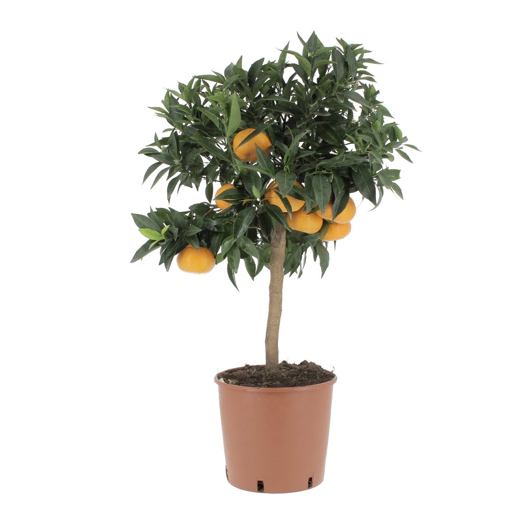 KENTIS - Pianta di Mandarino - Citrus Reticulata - Piante di Agrumi ...