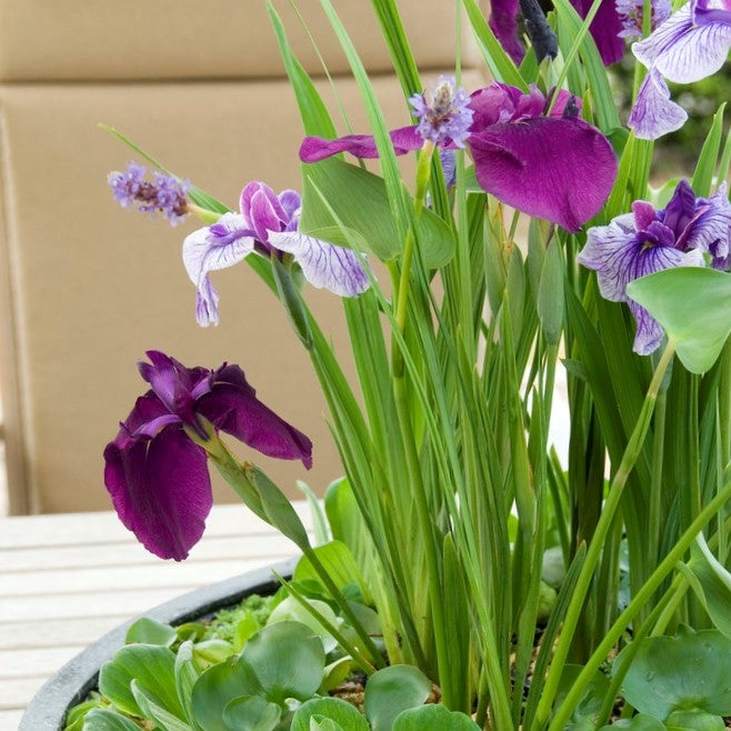 Lot de 3 - Iris Kaempferi - Iris du Japon - Violet - Plantes de bassin ...