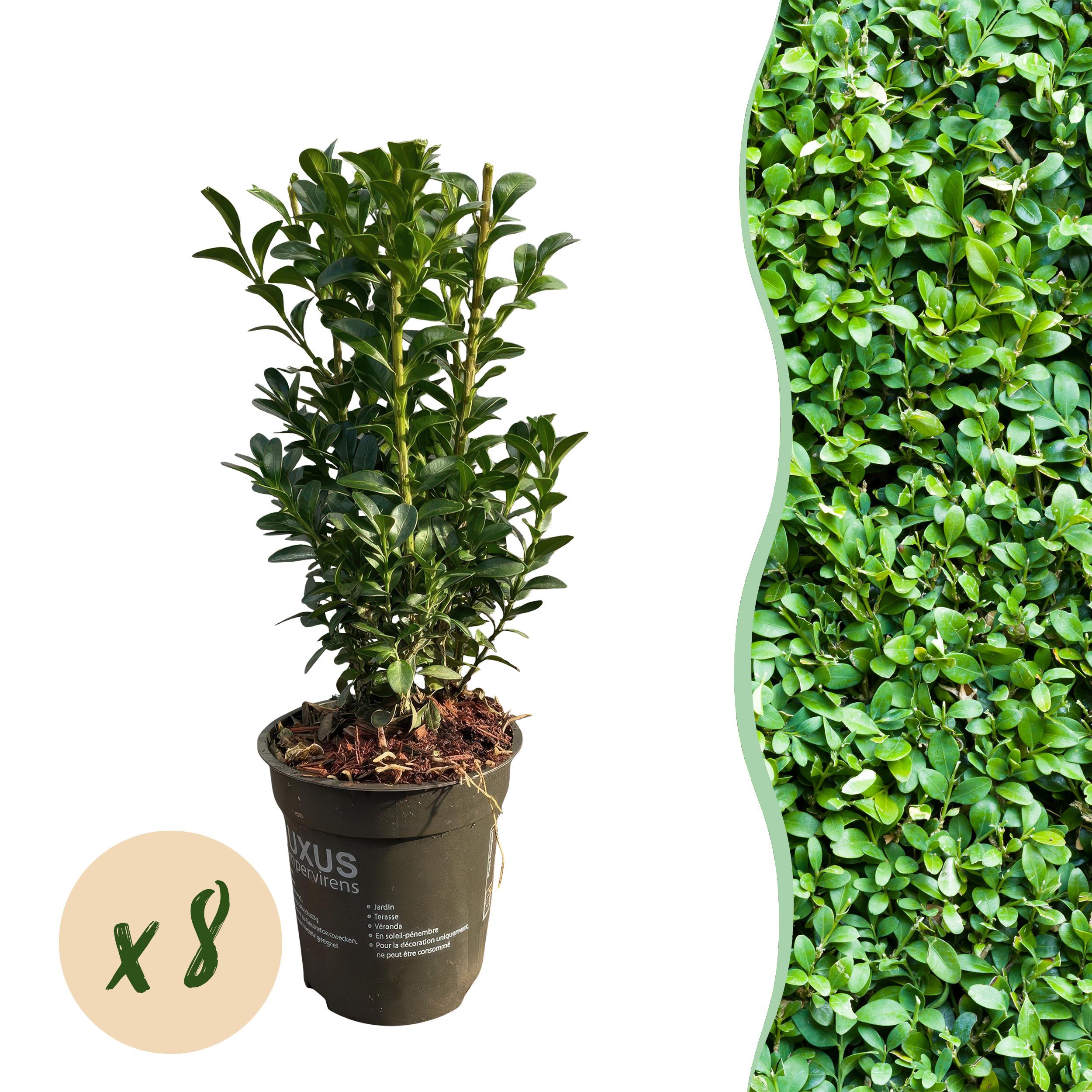 Buxus sempervirens – Plante de haie persistante – 8 plantes – Pot 9 cm ...