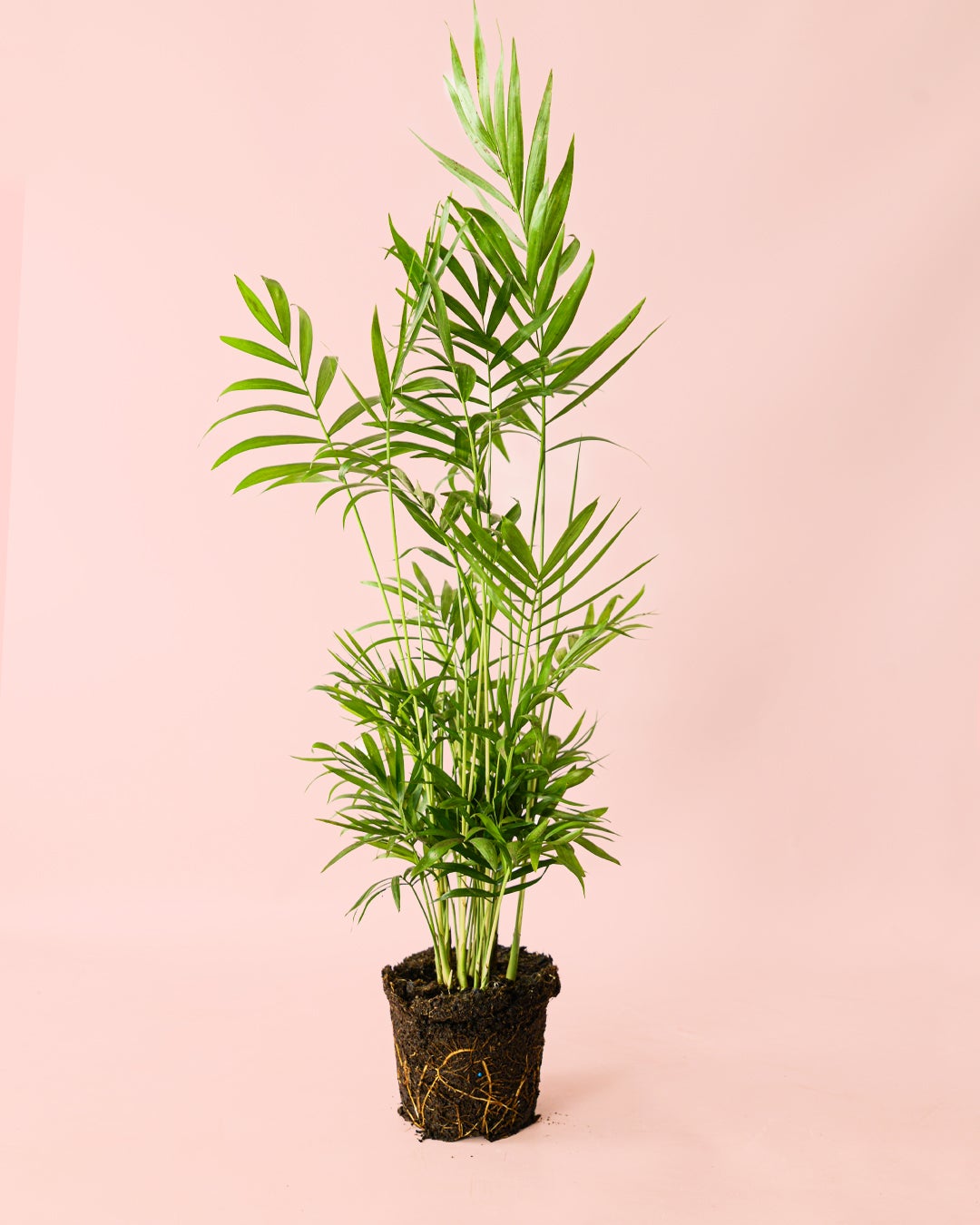 Palma Areca L | Leroy Merlin