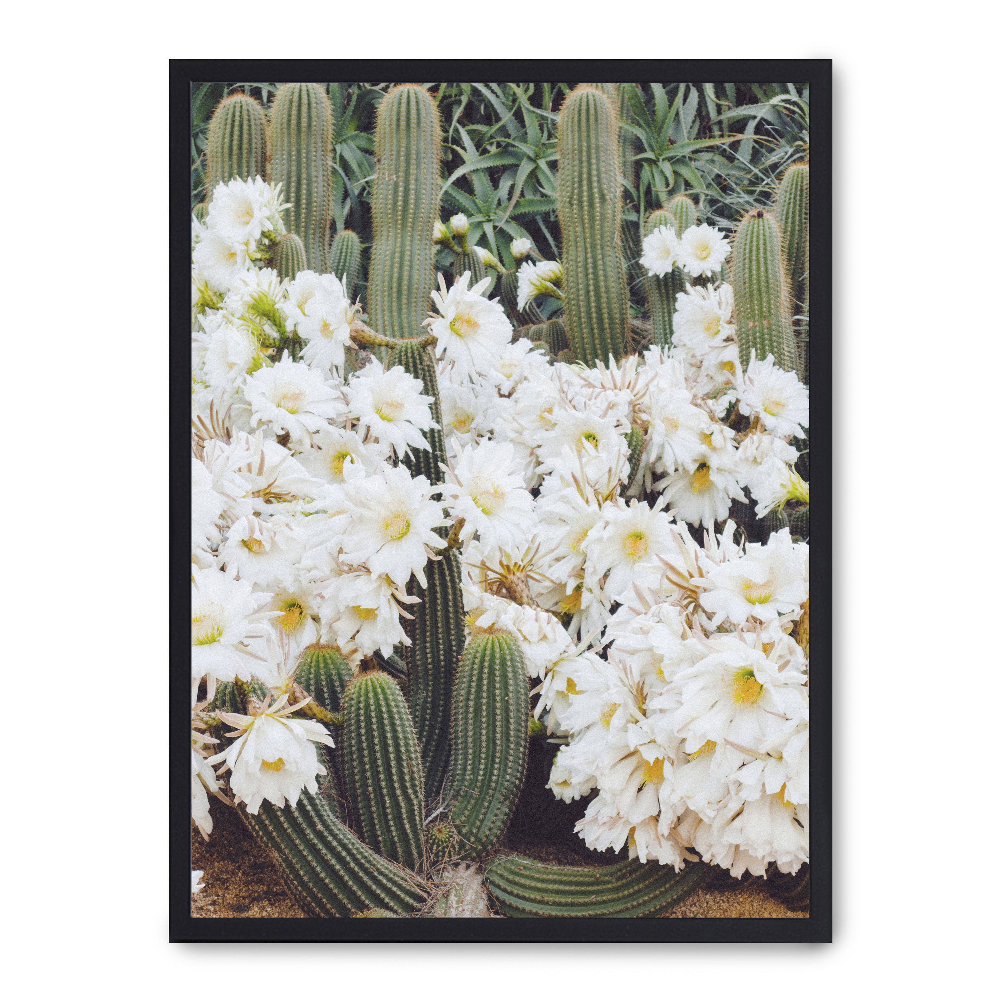 Cuadro Cactus in flower, marco negro, 30x40 cm | Leroy Merlin