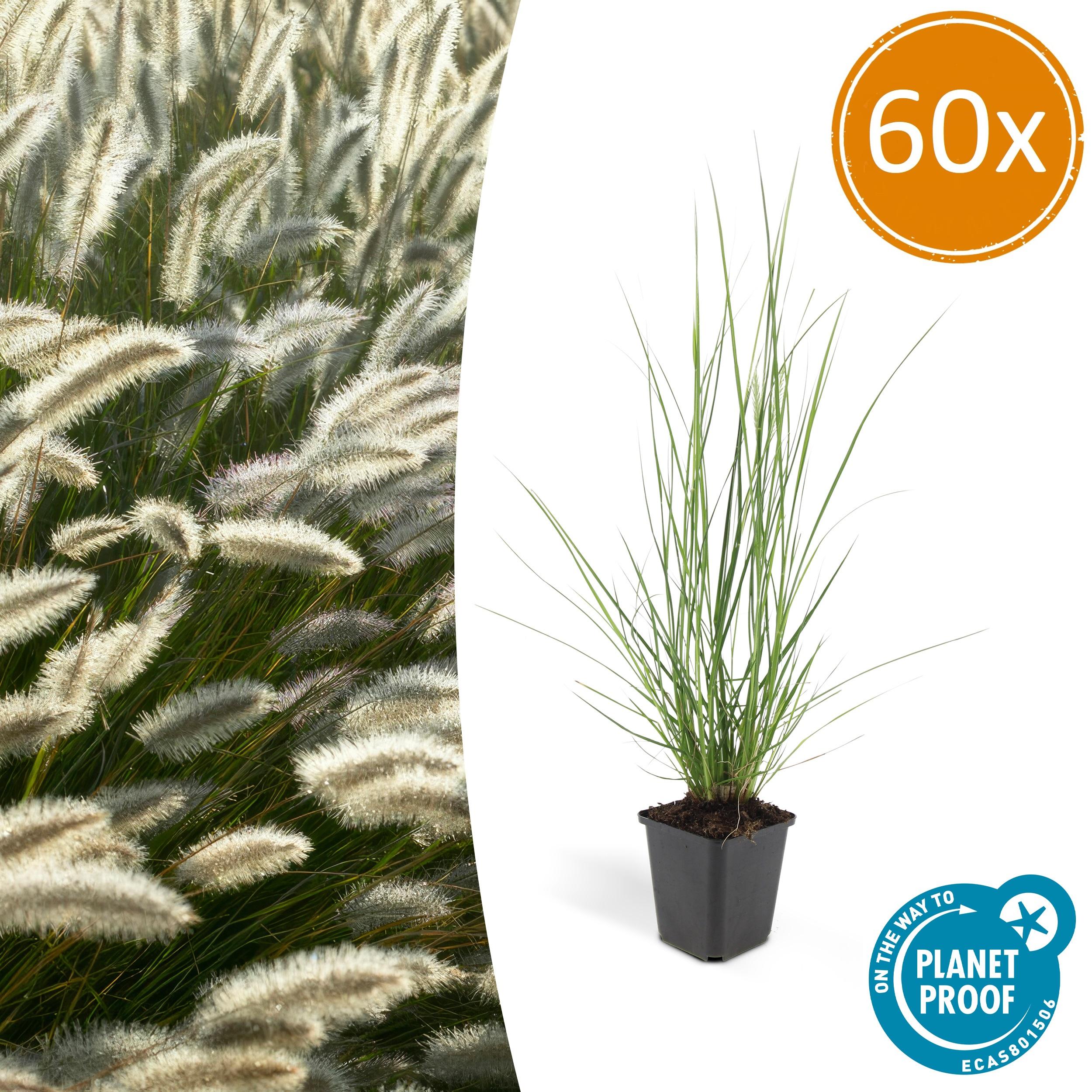 60x Penni setum ‘Hameln’ – Hierba decorativa en maceta Ø9 cm, 10–25 cm – penachos crema agosto a ...