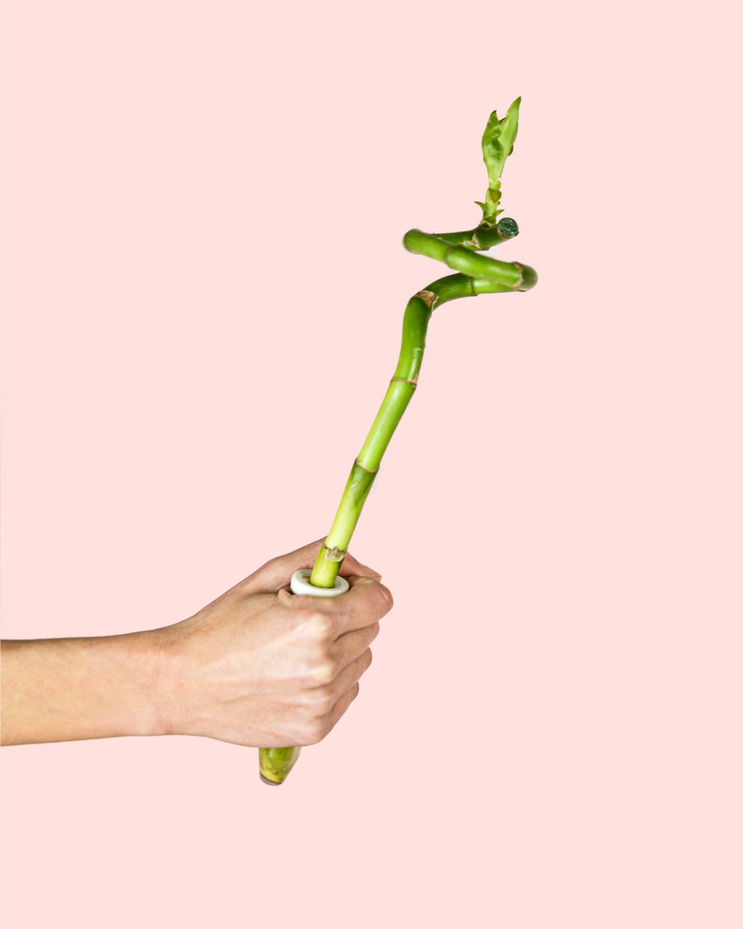 Lucky Bamboo - Dracaena Sanderiana | Planta Natural | Pur Plant | Leroy ...