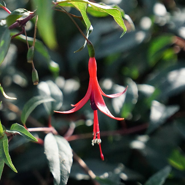 Fuchsia Royal comestible 'Reitzii' - fuchsia regia 3L - 60/90cm | Leroy ...