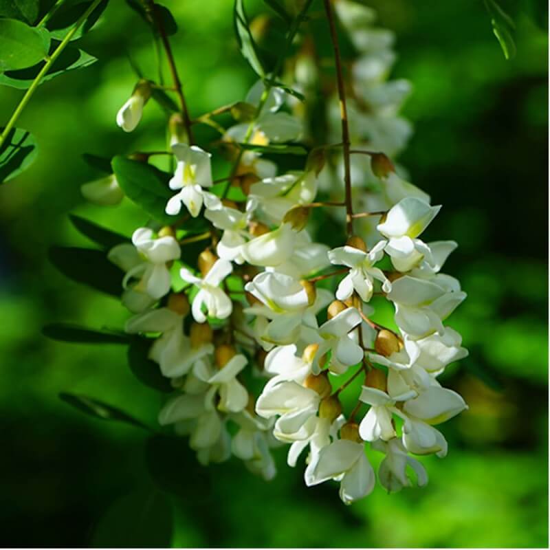Robinier faux acacia (Robinia pseudoacacia) - Godet - Taille 20/40cm ...
