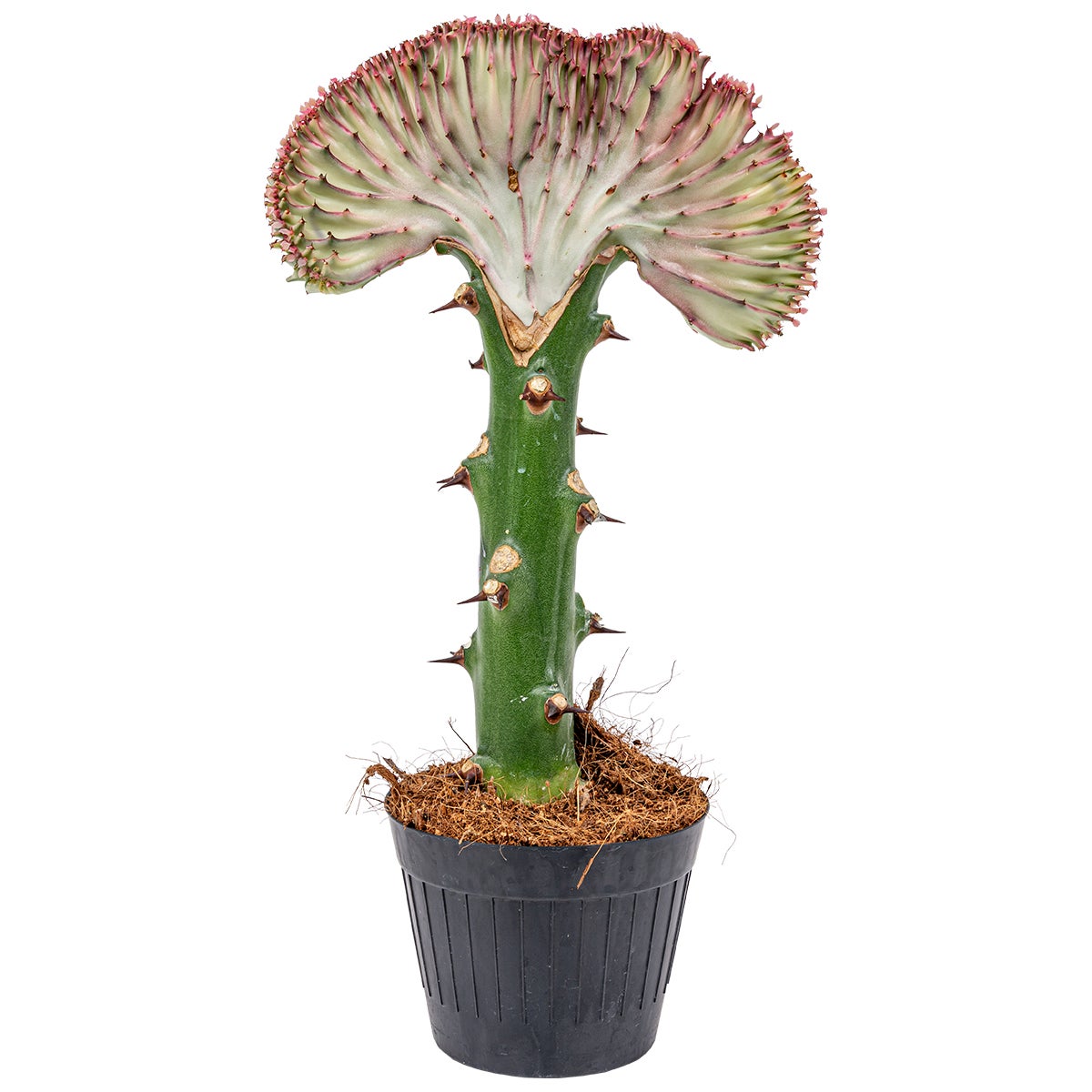 Euphorbia Lactea Cristata - Euphorbe cristée - Plante d'intérieur - H ...