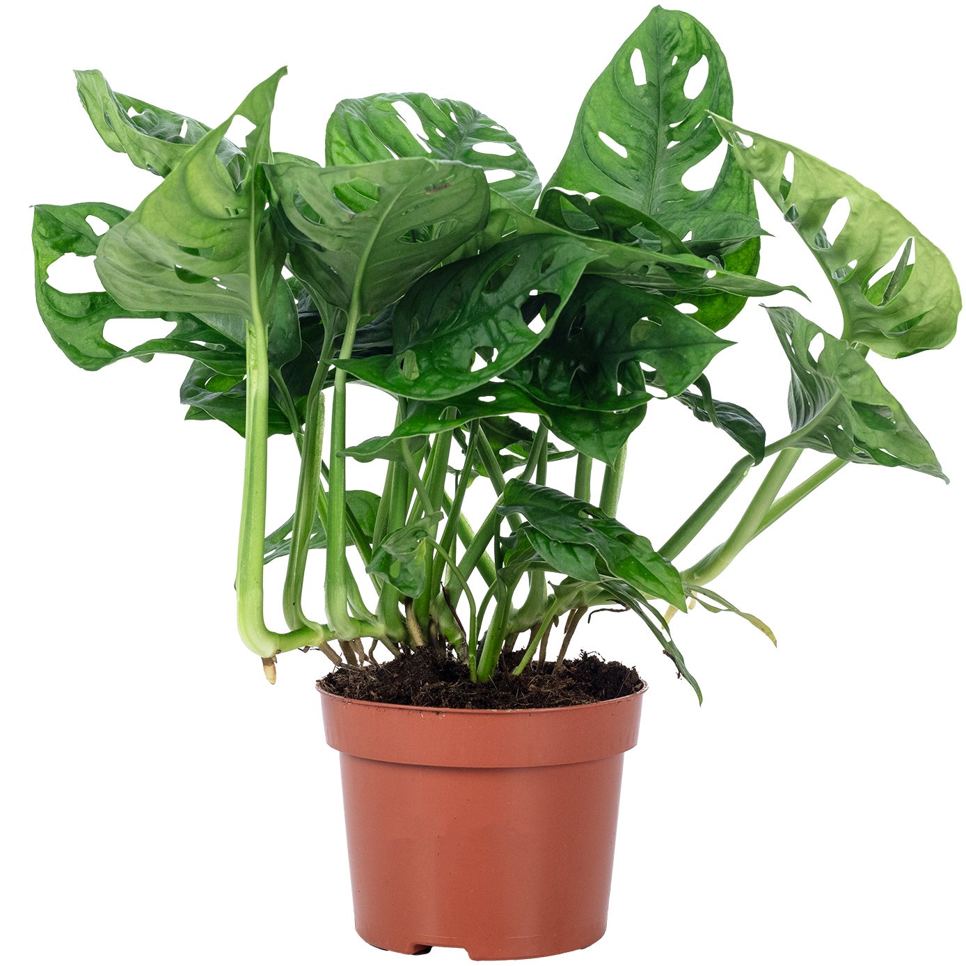 Pianta del pane svizzero - pianta da interno facile da curare, Monstera ...