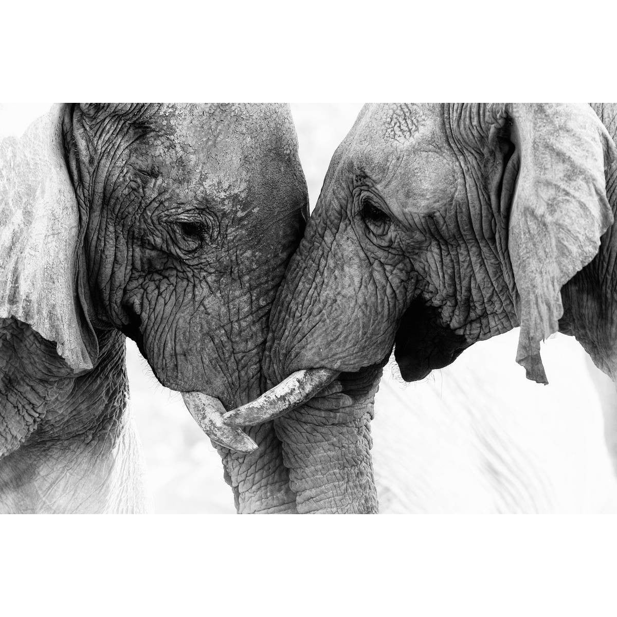 Tableau mural éléphants | Leroy Merlin