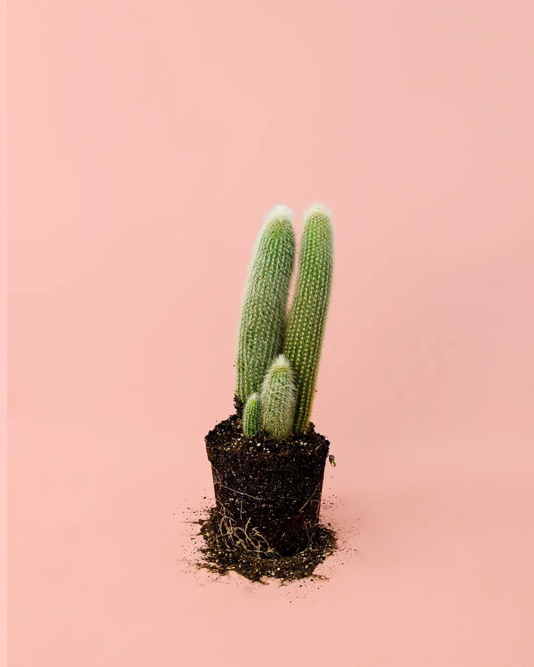 Cactus Cleistocactus Strausii | Planta Natural Exterior | Pur Plant ...